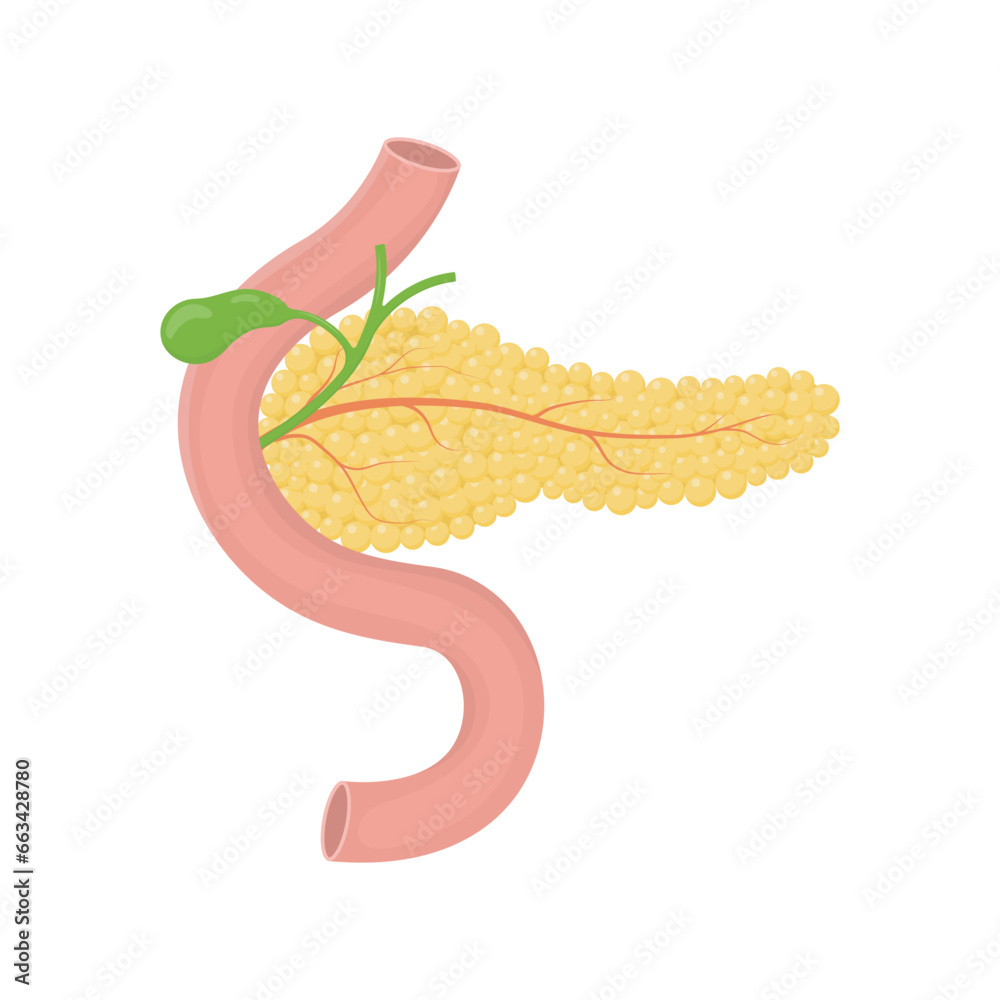Human digestive organs. Duodenum, pancreas and gallbladder vector ...