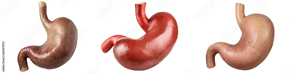 Set of realistic human stomach, internal human organ, human anatomy ...