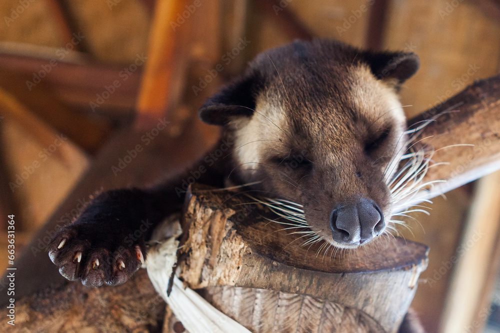 Image of a cute civet cat face sleeping under the roof. Animal famous ...