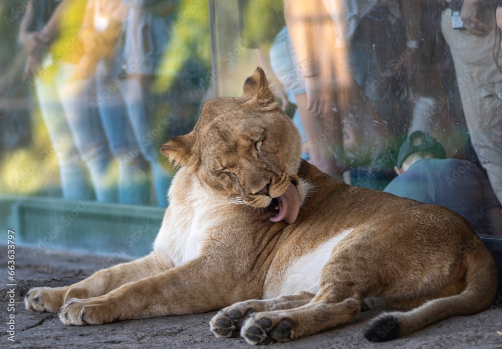 Isolated close up high resolution portrait of a single African lion ...