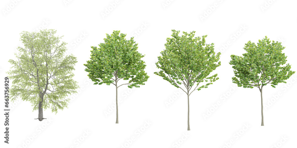 Set of photorealistic 3D rendering of Cottonwood,Birch trees with ...
