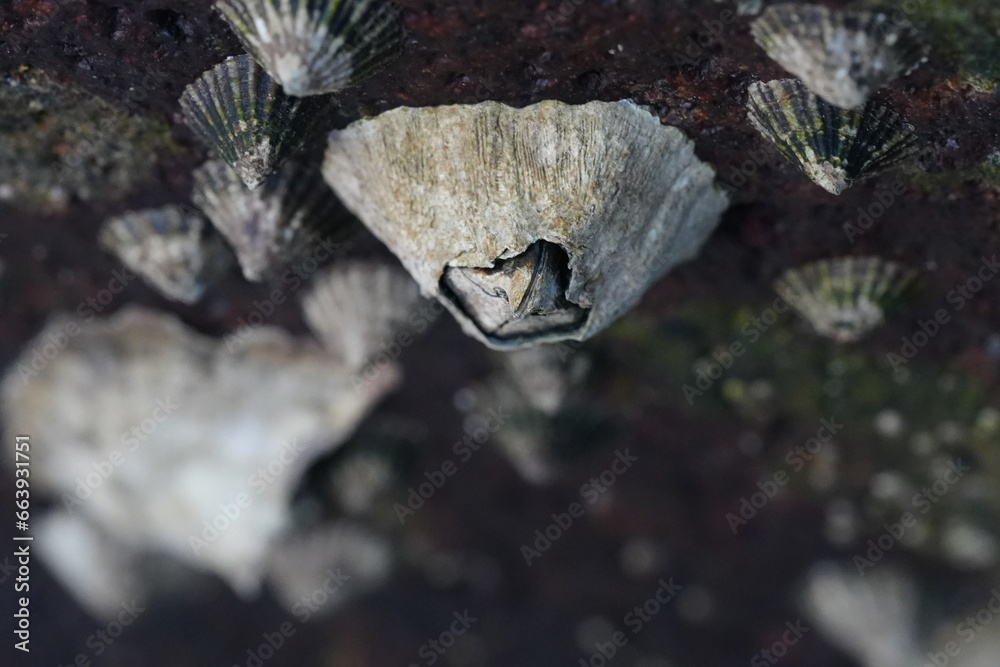 Amphibalanus reticulatus, also known as the reticulated barnacle, is a ...