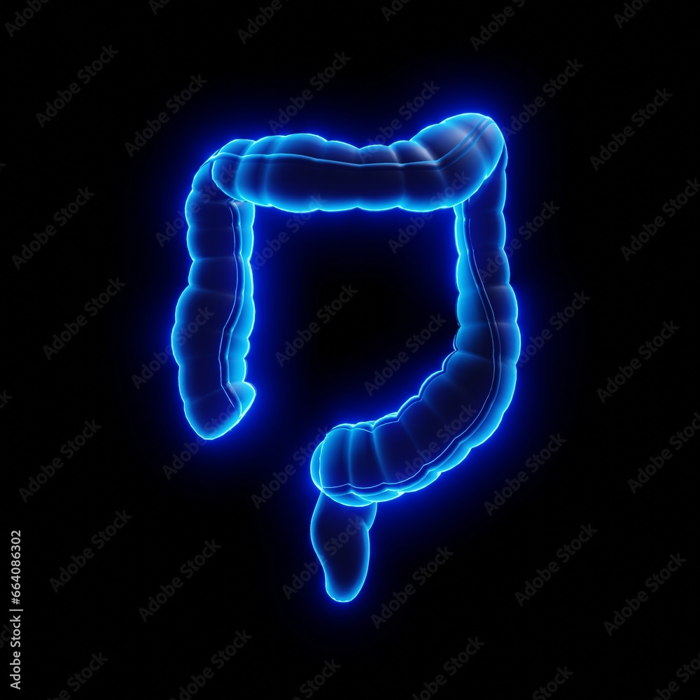 Colon x-ray style, internal organs 3D render, anatomy of the human body ...