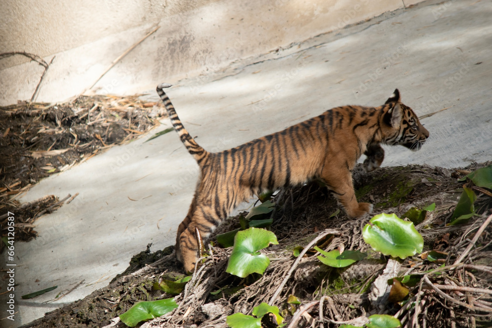 Stock-Foto „Tiger cubs are born small, blind, and weak. They're born ...