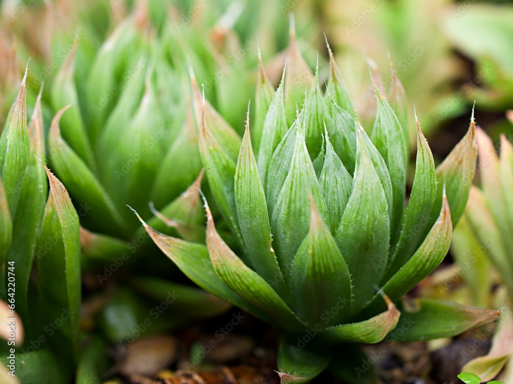 Succulent plant Haworthia mucronata ,Asphodelaceae ,Haworthia decipiens ...