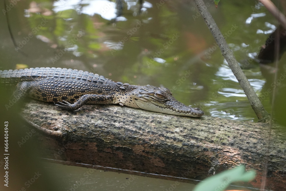 A baby saltwater crocodile, scientifically known as Crocodylus porosus, is an adorable yet ...