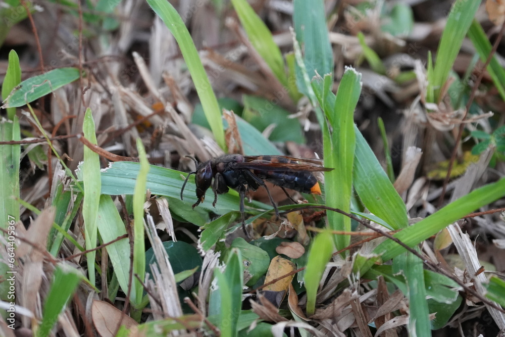 The Scoliidae is a family of parasitoid wasps, commonly known as ...