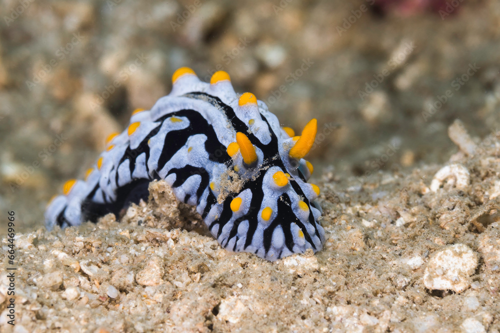 Varicose Wart Slug (Phyllidia varicosa) side view of the sea slug with ...