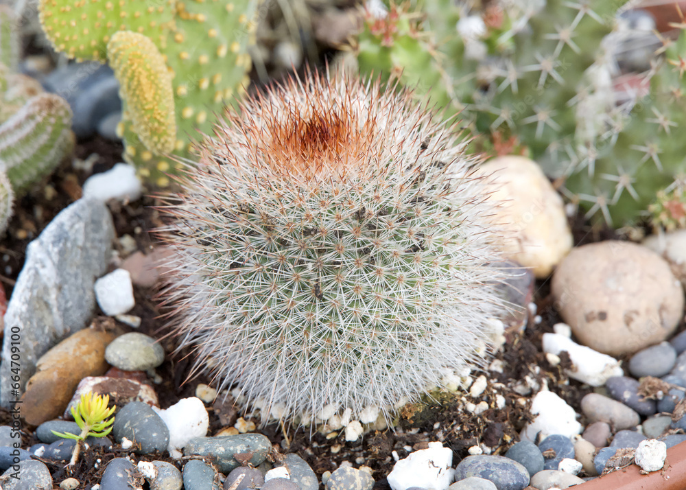 Mammillaria spinosissima, also known as the spiny pincushion cactus ...