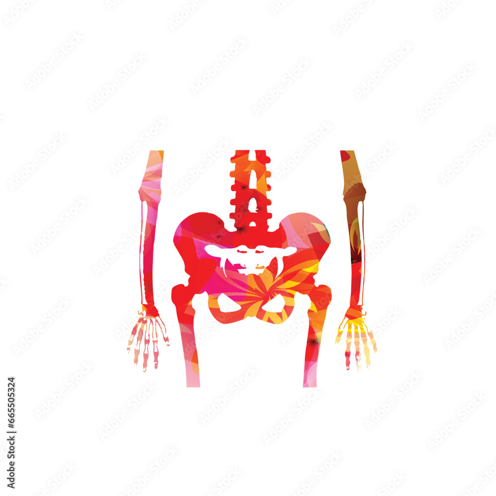 Anatomical human pelvis poster. Healthcare, medical checkup and ...