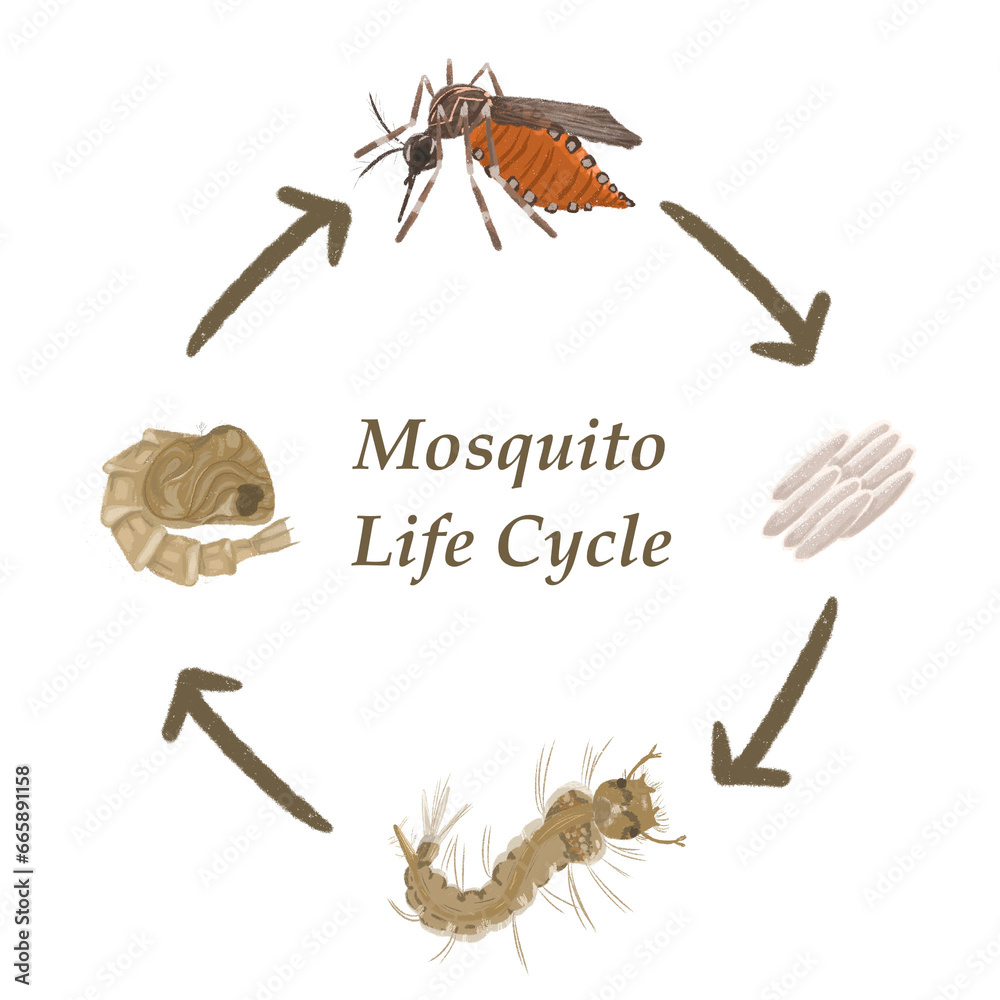 mosquito life cycle diagram Stock Illustration | Adobe Stock