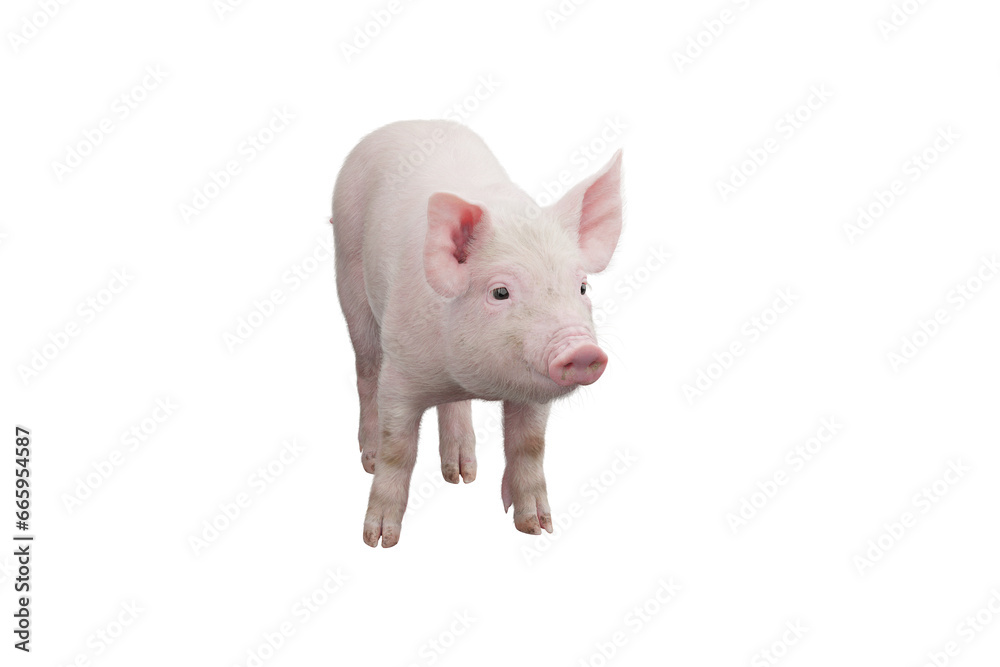 Little pig isolated on transparent background. 3D rendering. Stock ...