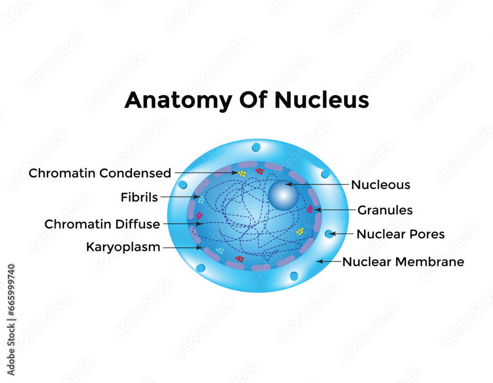 Atom Scientific poster with atomic structure nucleus of protons and ...