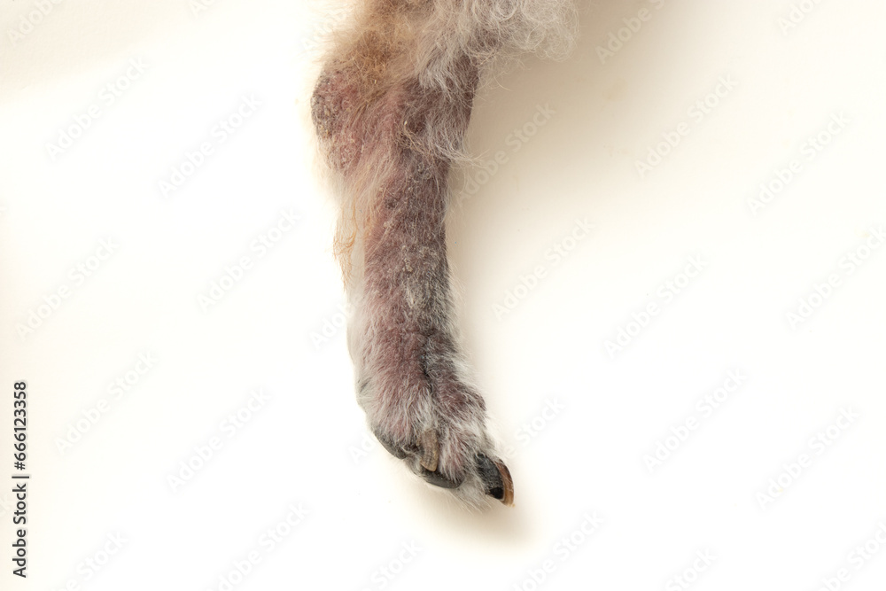 Side view of feet of poodle dogs with fungal diseases on the legs and ...