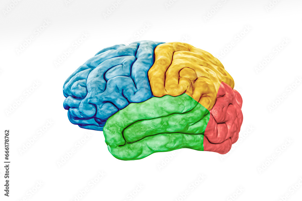 Cerebral Cortex Lobes In Color Profile View Isolated On White Background Accurate 3d Rendering