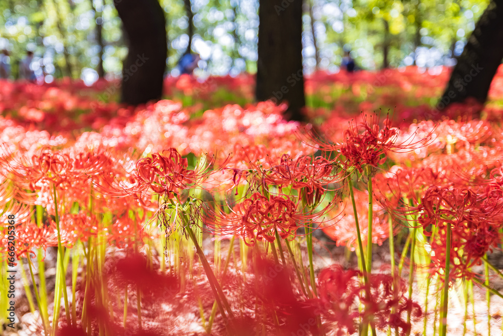 Kinchakuda Manjushage Park is the famous Red spider lily garden in ...