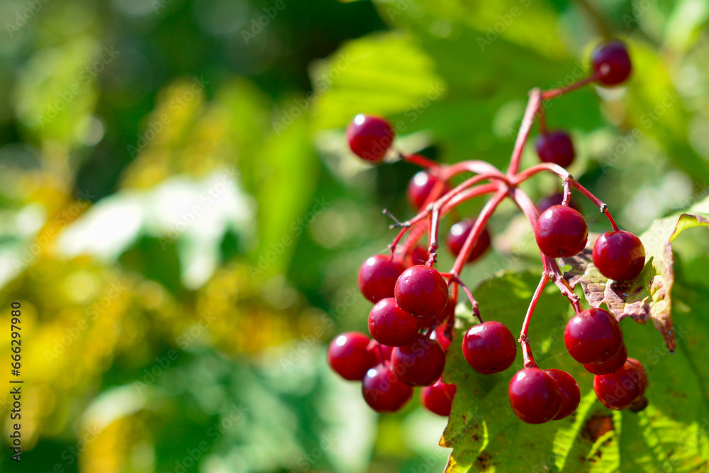 A cluster of red baneberries. The tall plant has a single stem with ...