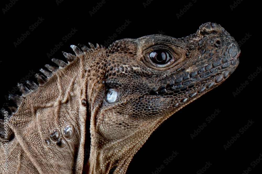 The Indonesian Giant Sailfin Dragon (Hydrosaurus microlophus) is a ...