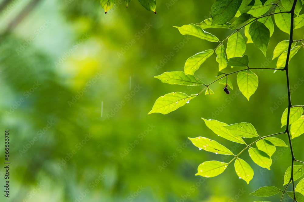 Fotografie raining shower drop on leaf tree, close up of rainfall in jungle,Heavy Rain Falling ...