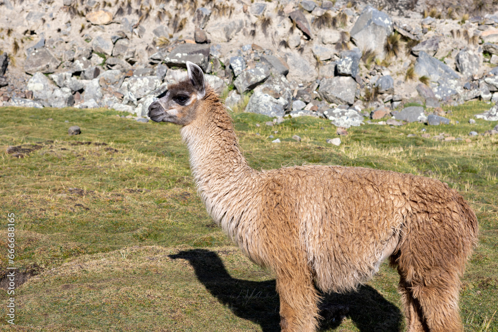 Llama in the morning sun in the scenic Tunari National Park near ...