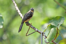 White Vented Bulbul Free Stock Photo - Public Domain Pictures