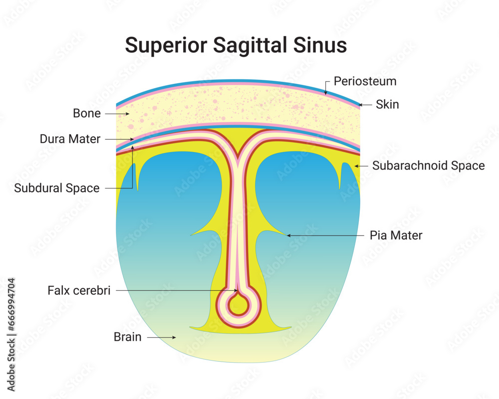 Superior Sagittal Sinus Science Design Vector Illustration Diagram ...