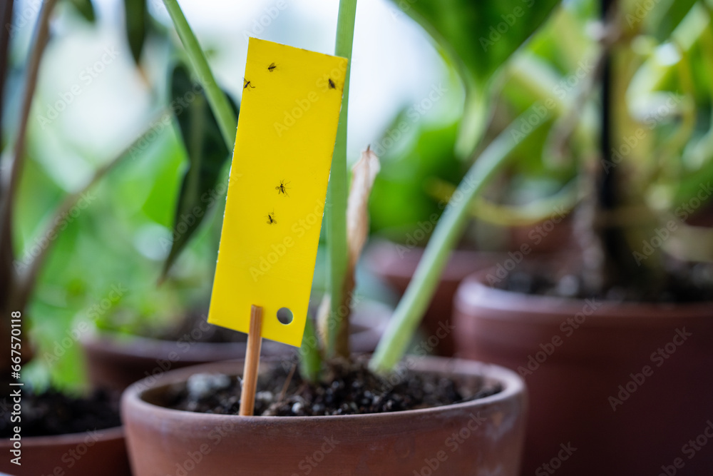 Fungus gnats stuck on yellow sticky trap closeup. Non-toxic flypaper ...