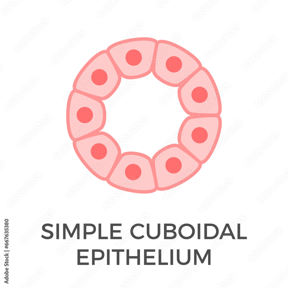 Simple cuboidal epithelium. Tubular epithelial cells. A single layer of ...