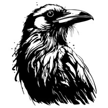 Raven Cartoon Illustration Free Stock Photo - Public Domain Pictures