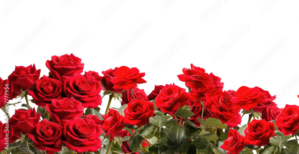Bunch of red roses frame border for text and design with copy space ...