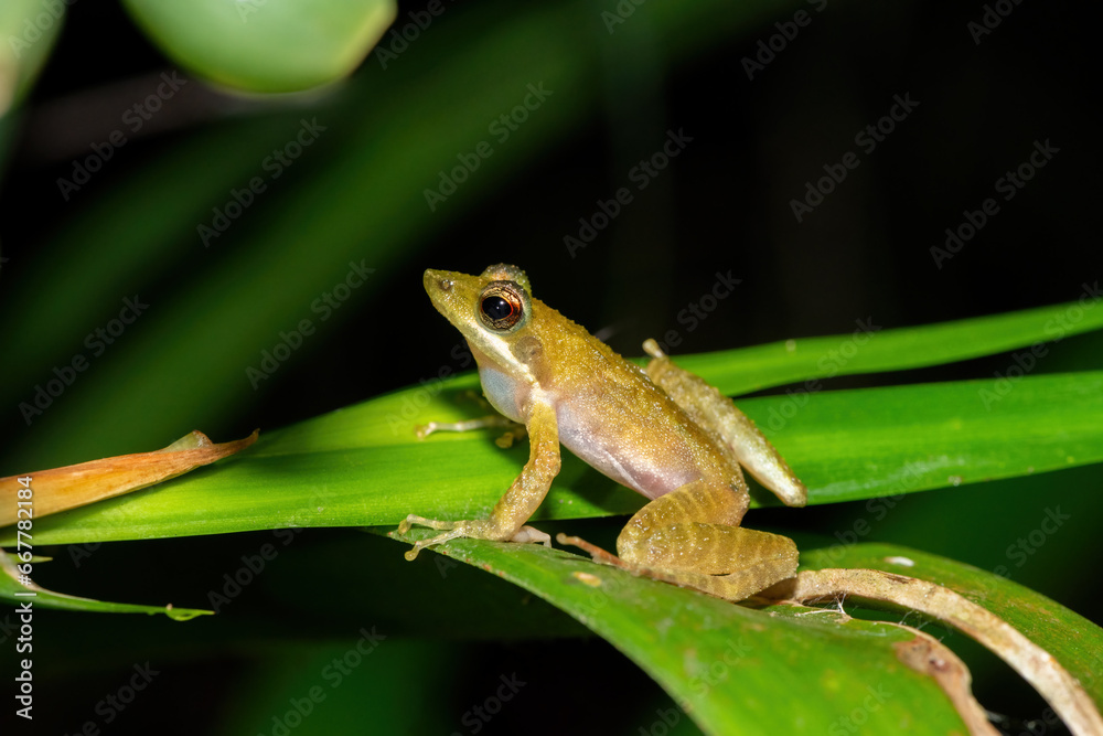 The rare and endangered Kloof frog, also known as the Natal diving frog ...