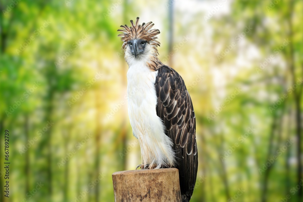 The Philippine eagle (Pithecophaga jefferyi) is one of the most ...
