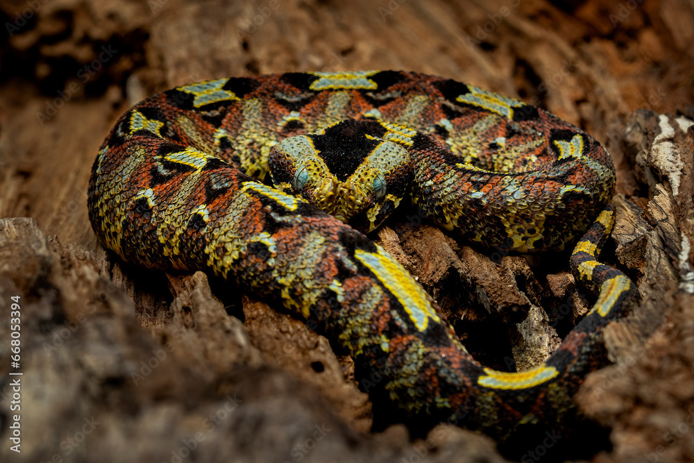 Rhinoceros Viper (Bitis nasicornis), also called River Jack, brightly ...