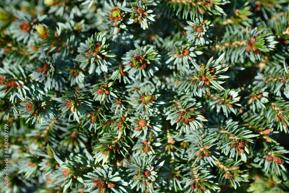 Serbian spruce Karel branches with buds Stock Photo | Adobe Stock