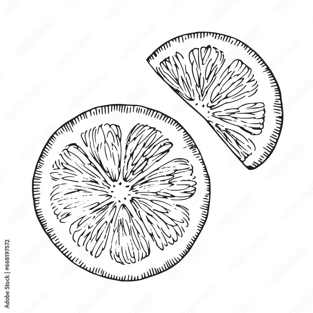 Lemon slice vector illustration. Hand drawn graphic clipart of lime on ...