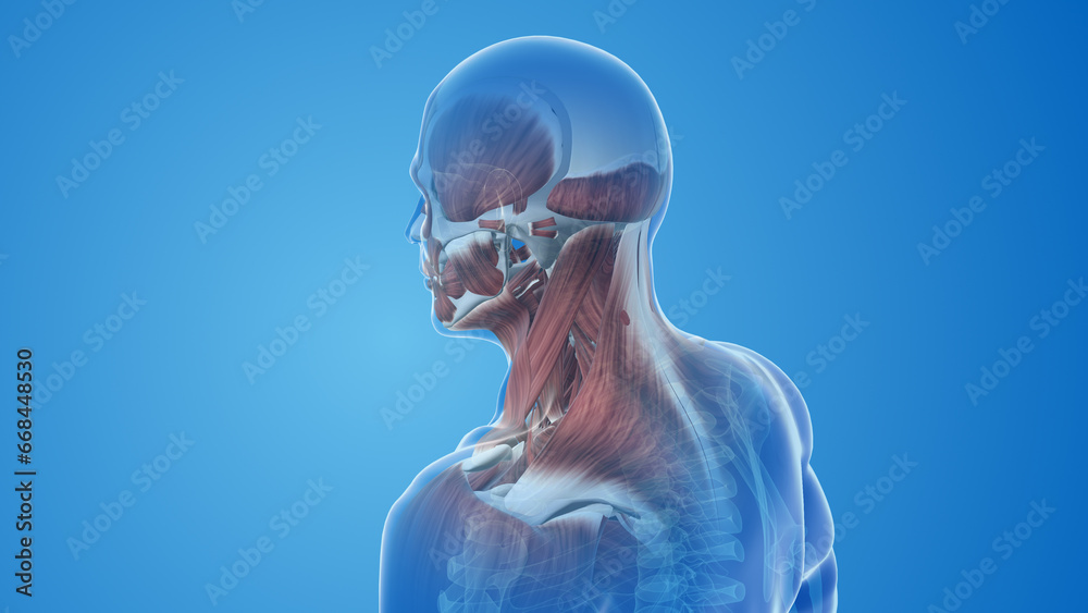 Sternocleidomastoid Muscles pain and injury Stock Illustration | Adobe ...