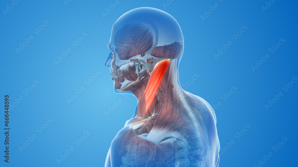 Sternocleidomastoid Muscles pain and injury Stock Illustration | Adobe ...