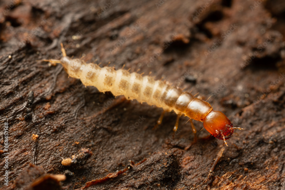 Rove beetle, Staphylinidae larva on aspen wood, extreme closeup with ...