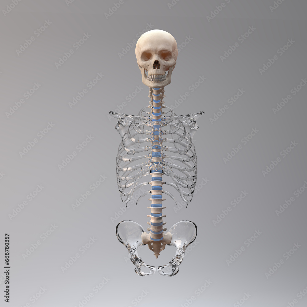 Spine and cranium on glass skeletal torso Stock Illustration | Adobe Stock