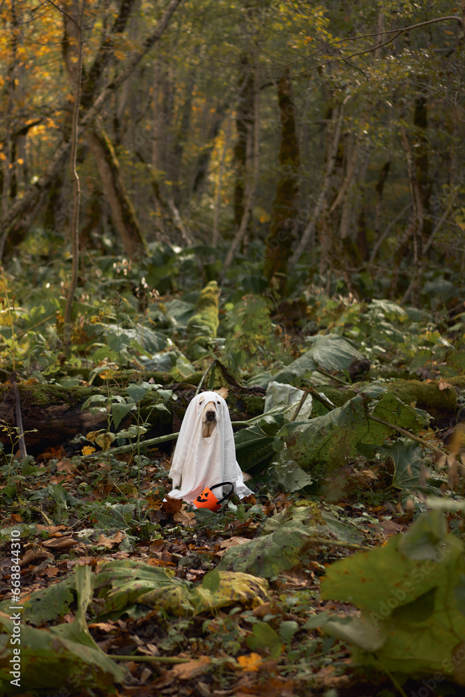 Dog in Ghost Costume in Woods. A white canine is draped in a white ...