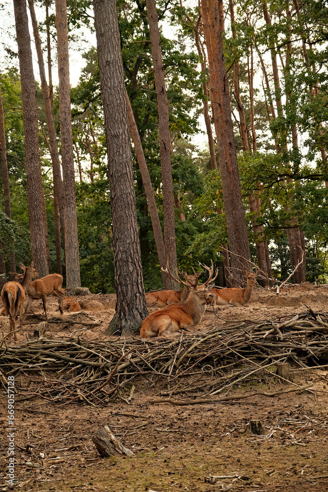 . Deer in the forest. Wild animals in the forest. Wildlife scene from ...