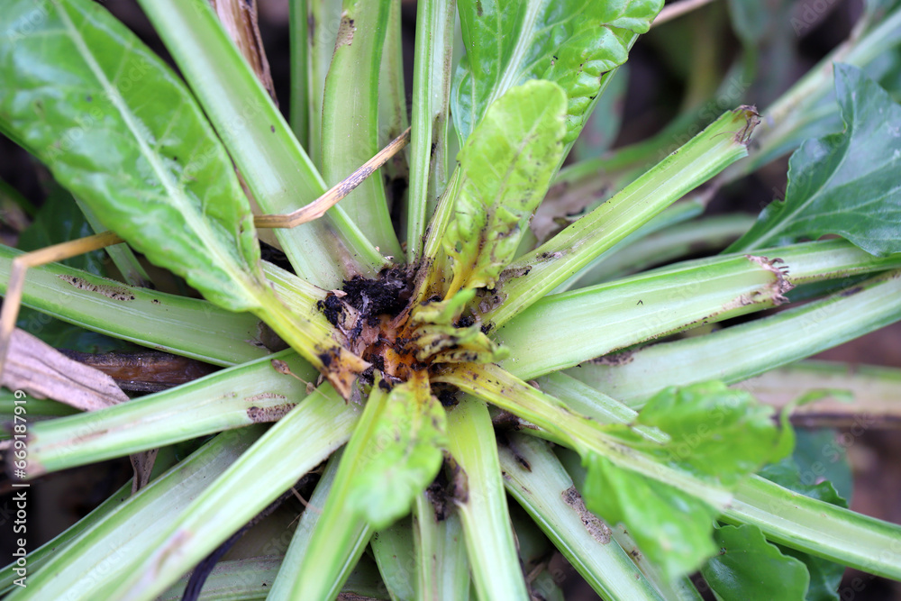 Damaged plants of sugar beet by caterpillars of the beet moth ...