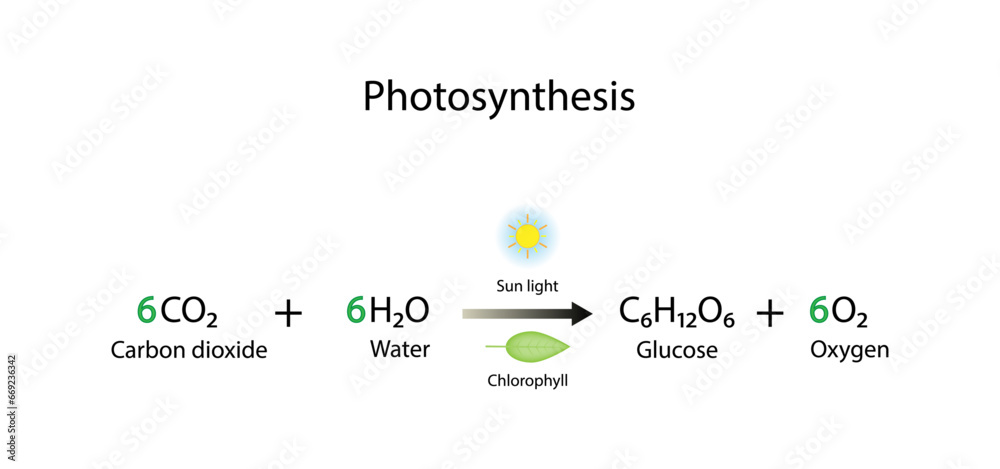Photosynthesis process, photosynthesis equation formula, Biology ...