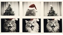 Christmas Cat Photo Print Free Stock Photo - Public Domain Pictures