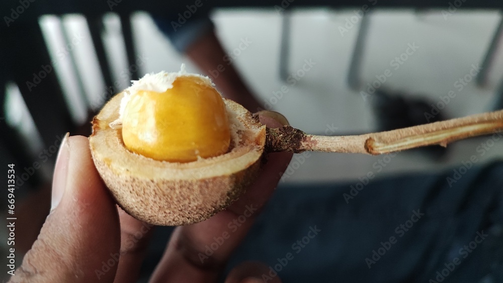 Baccurea Macrocarpa, also known as a donkey, is a kind of fruit plants ...