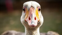 Domestic Goose Looking At Camera Free Stock Photo - Public Domain Pictures