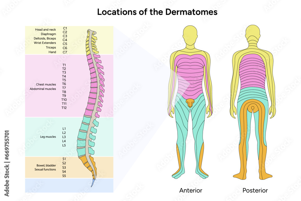 Vector de Stock Location of the dermatomes major dermatomes and ...