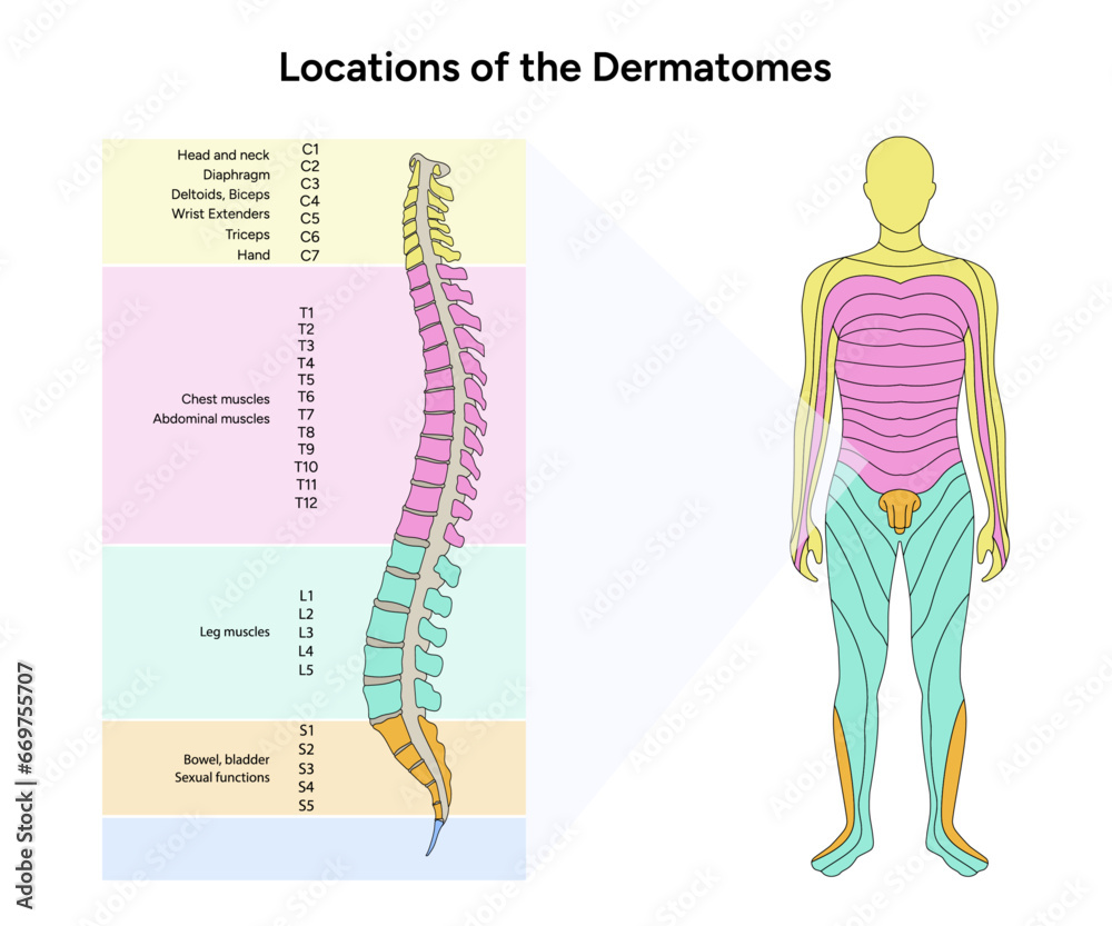 Image vectorielle Stock Location of the dermatomes major dermatomes and ...