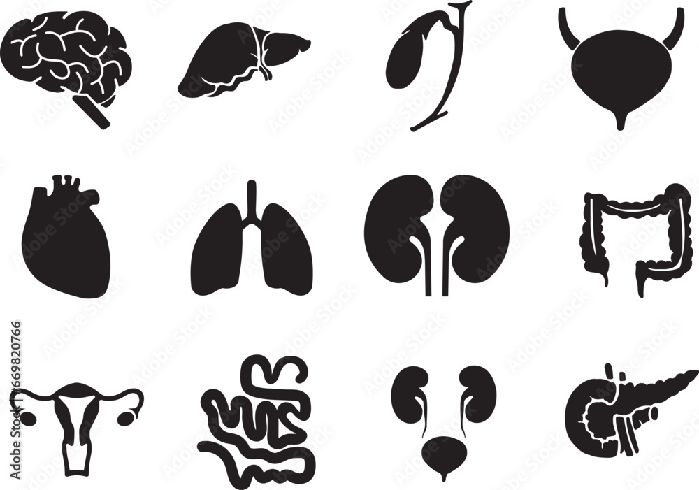 Human internal organs. Vector sketch isolated illustration. Hand drawn ...