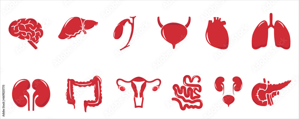 Human internal organs. Vector sketch isolated illustration. Hand drawn ...